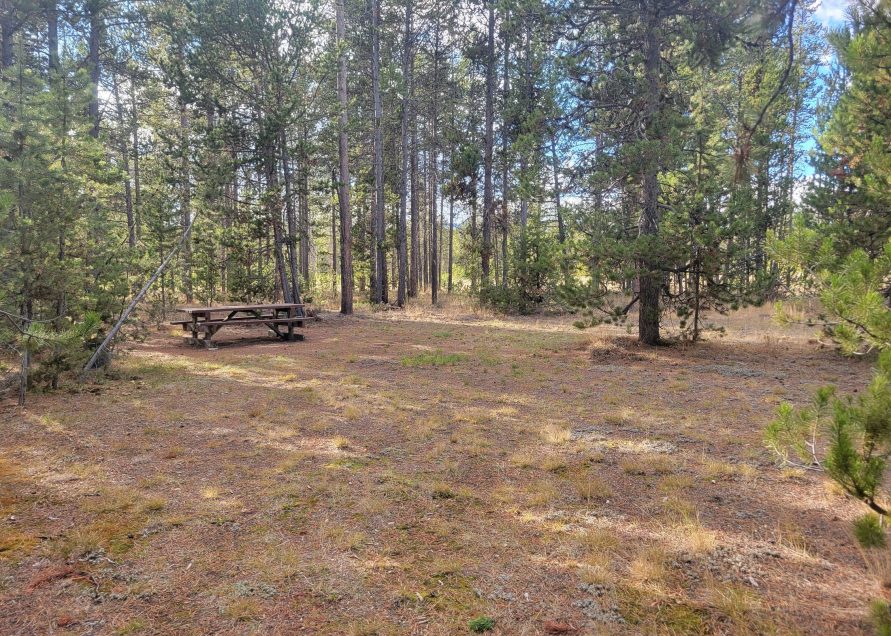 Hillside Forest Campsite O22 - Madison Arm Resort